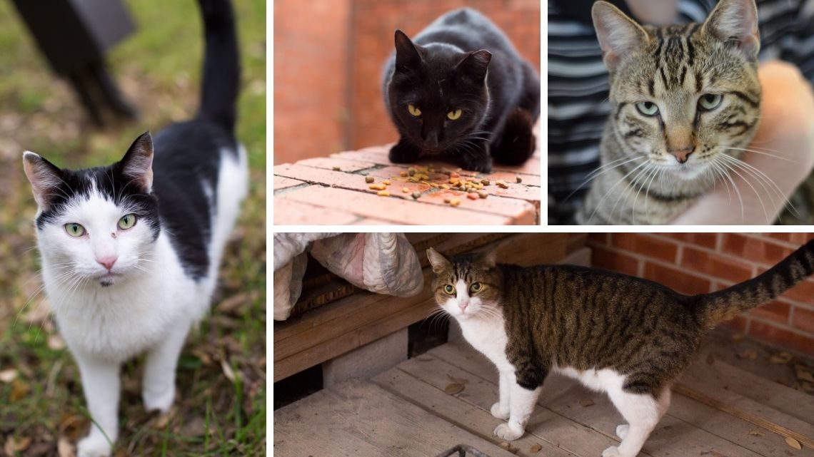 CAT Alliance | Trinity University