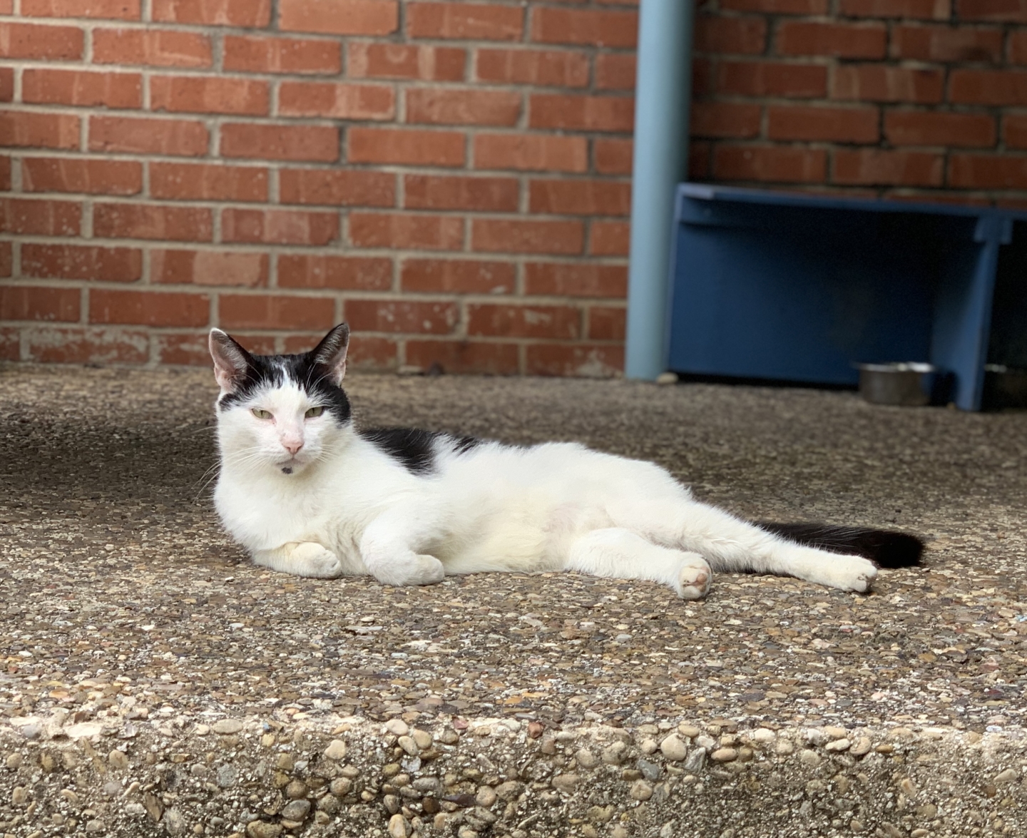 Cat Alliance | Caring for Trinity’s Beloved Campus Cats