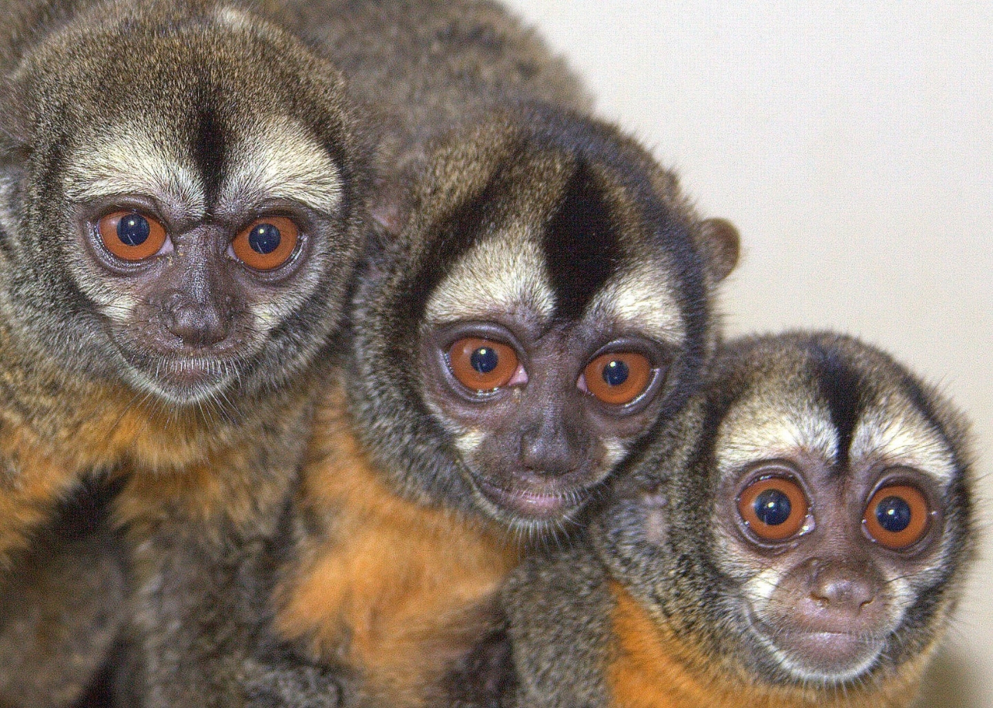 New World Monkey Immunoreagent Resource | Trinity University